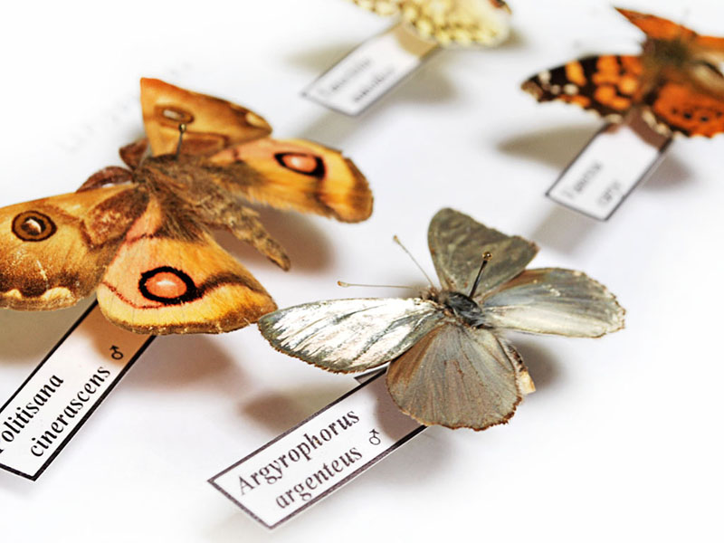 Entomología: el estudio de los insectos. | Museo de Historia Natural de ...