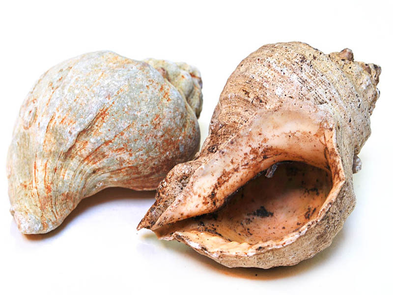 LOS MOLUSCOS | Museo de Historia Natural de Concepción