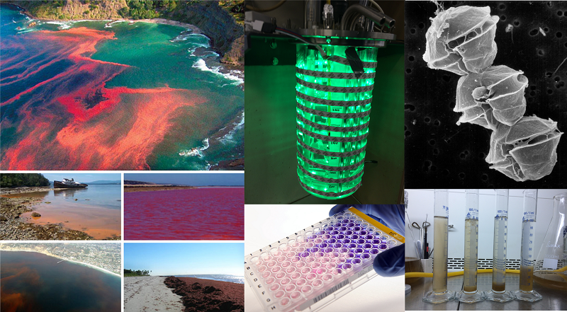 Un mundo microscópico: Lo bueno y lo malo de las microalgas | Museo de ...