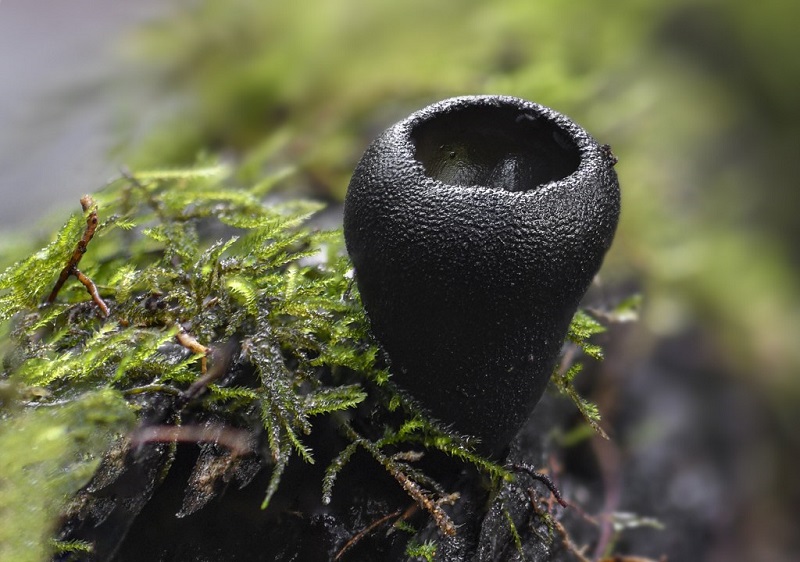 El lugar de los hongos en el ecosistema | Museo de Historia Natural de ...