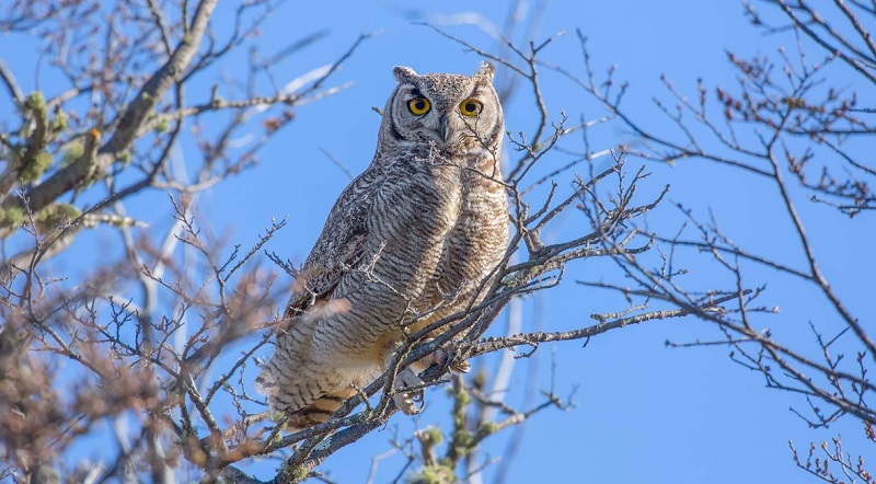 Tucúquere | Museo de Historia Natural de Concepción