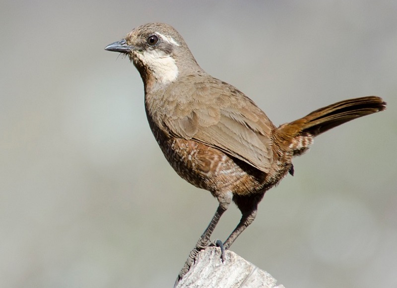 TURCA | Museo de Historia Natural de Concepción