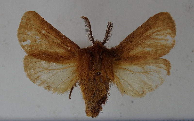 Cuncuna Colorada | Museo de Historia Natural de Concepción