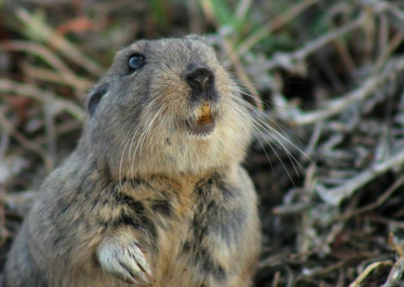 Tuco - Tuco de Magallanes | Museo de Historia Natural de Concepción