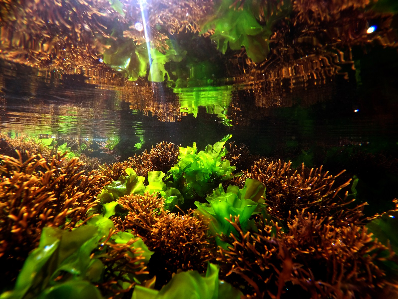¿Qué son y cómo se clasifican las algas? | Museo de Historia Natural de ...