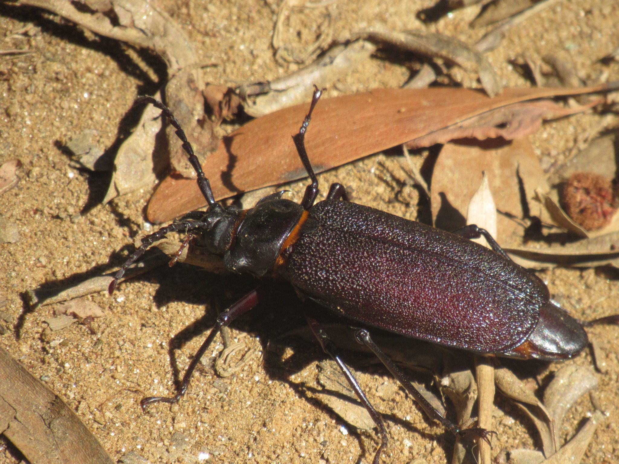 Madre de la culebra | Museo de Historia Natural de Concepción