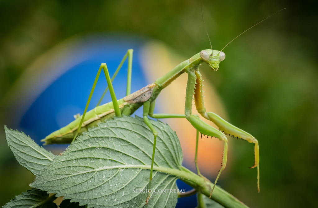 Mantis Religiosa | Museo de Historia Natural de Concepción