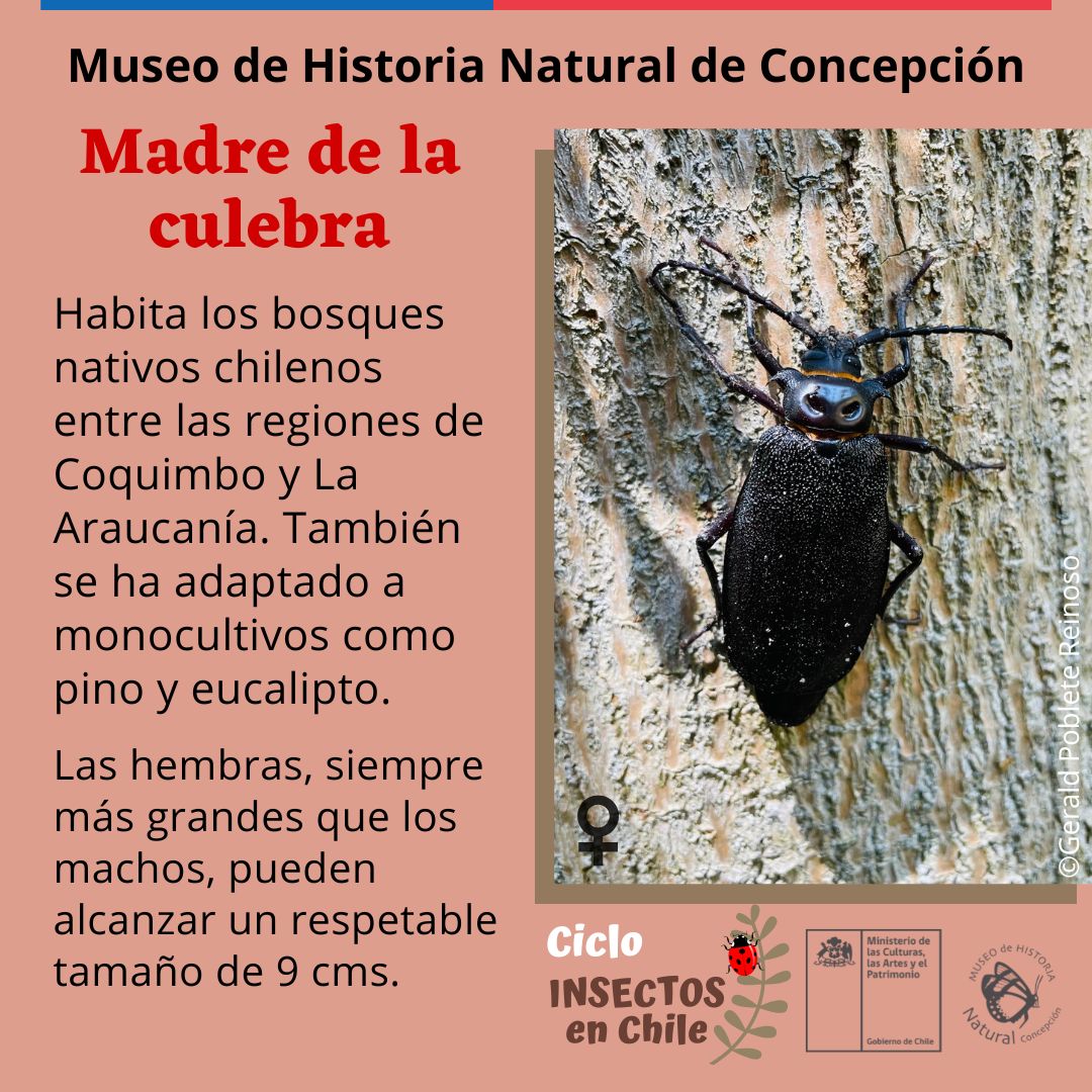 Madre de la culebra | Museo de Historia Natural de Concepción