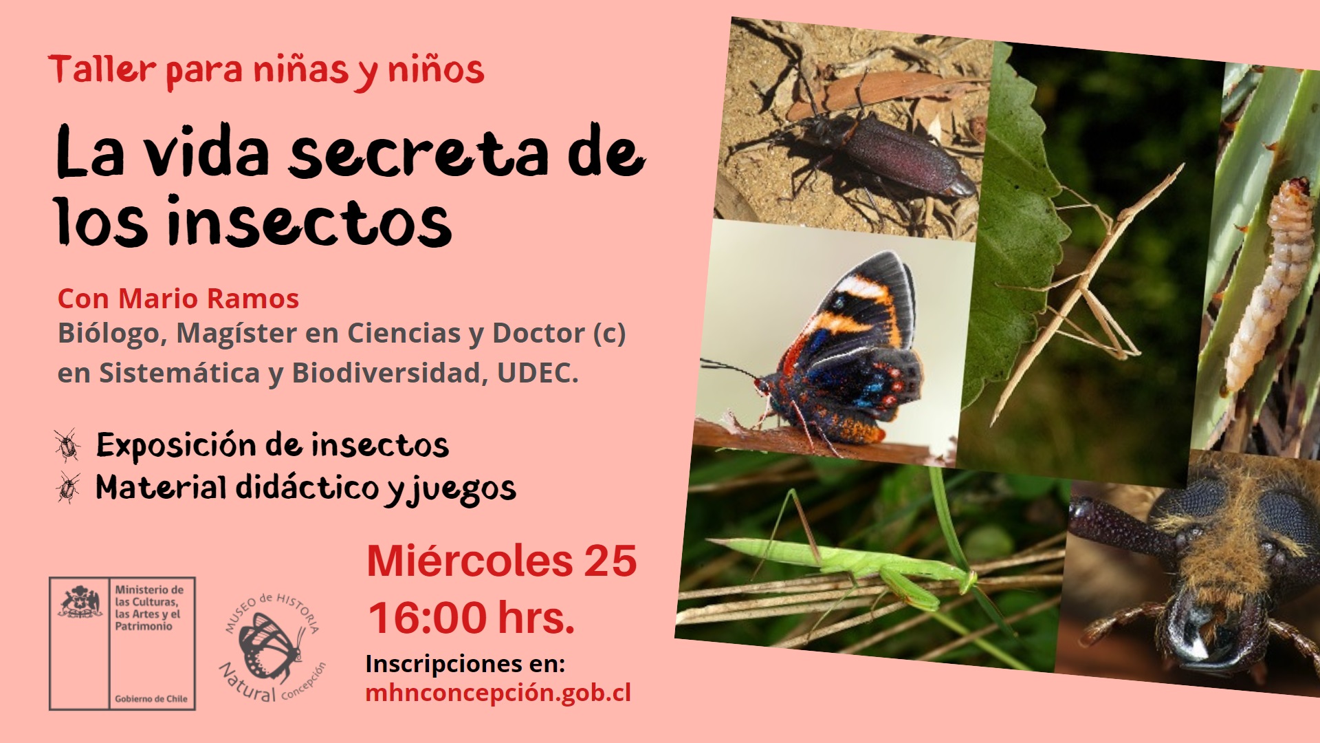 Taller para niños y niñas "La vida secreta de los insectos" | Museo de ...