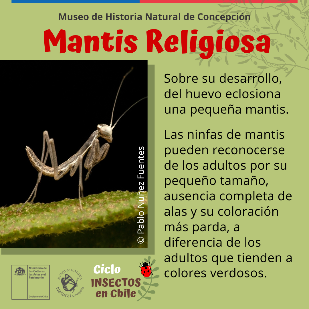 Mantis Religiosa | Museo de Historia Natural de Concepción
