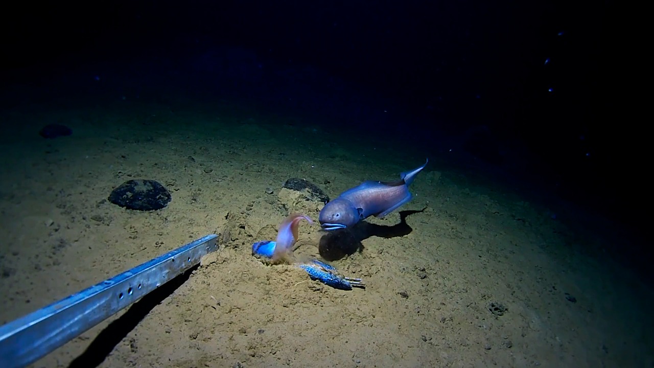 Charla: Descubriendo los misterios del océano profundo | Museo de ...