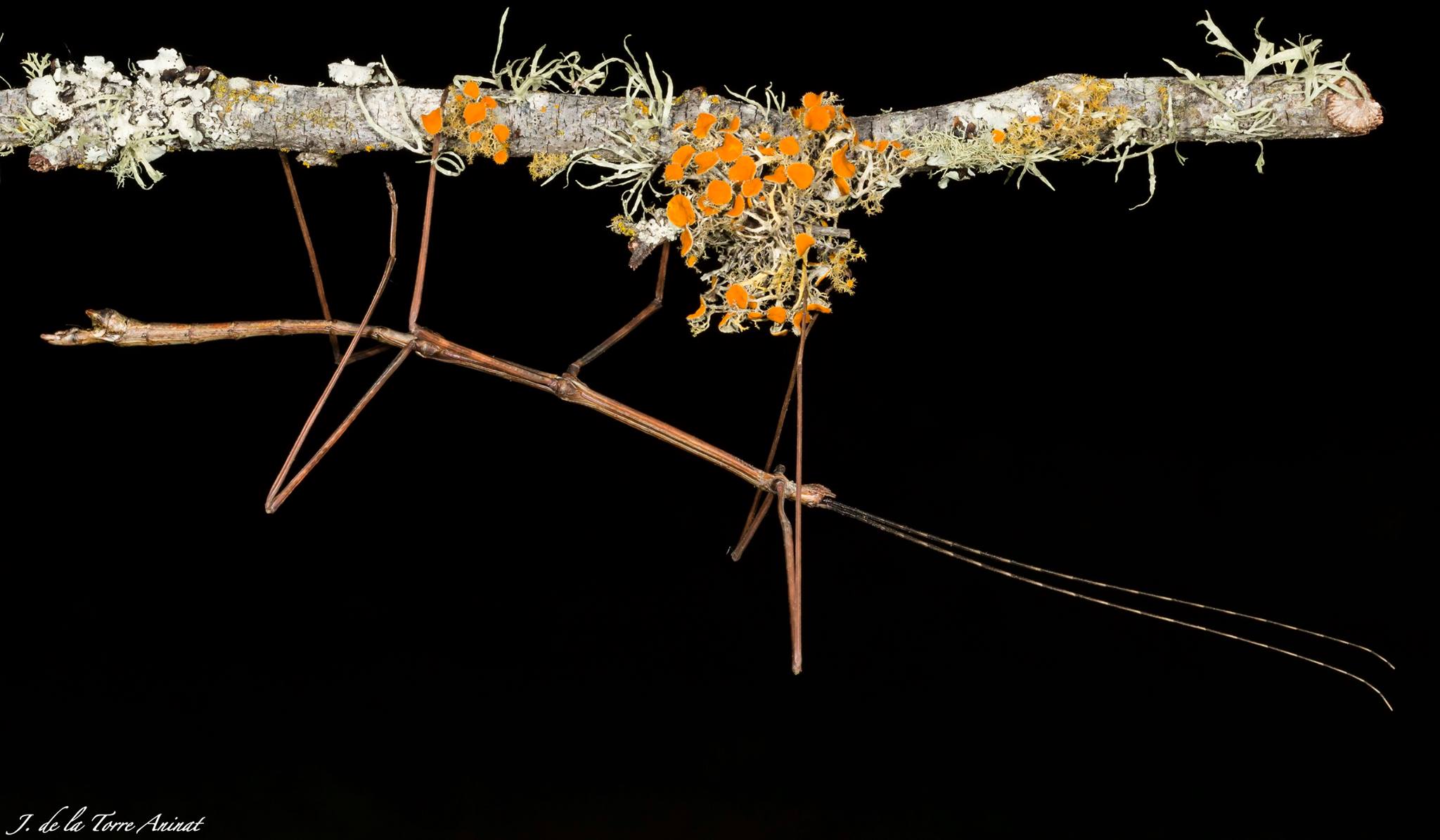 Insecto palo (palote) | Museo de Historia Natural de Concepción