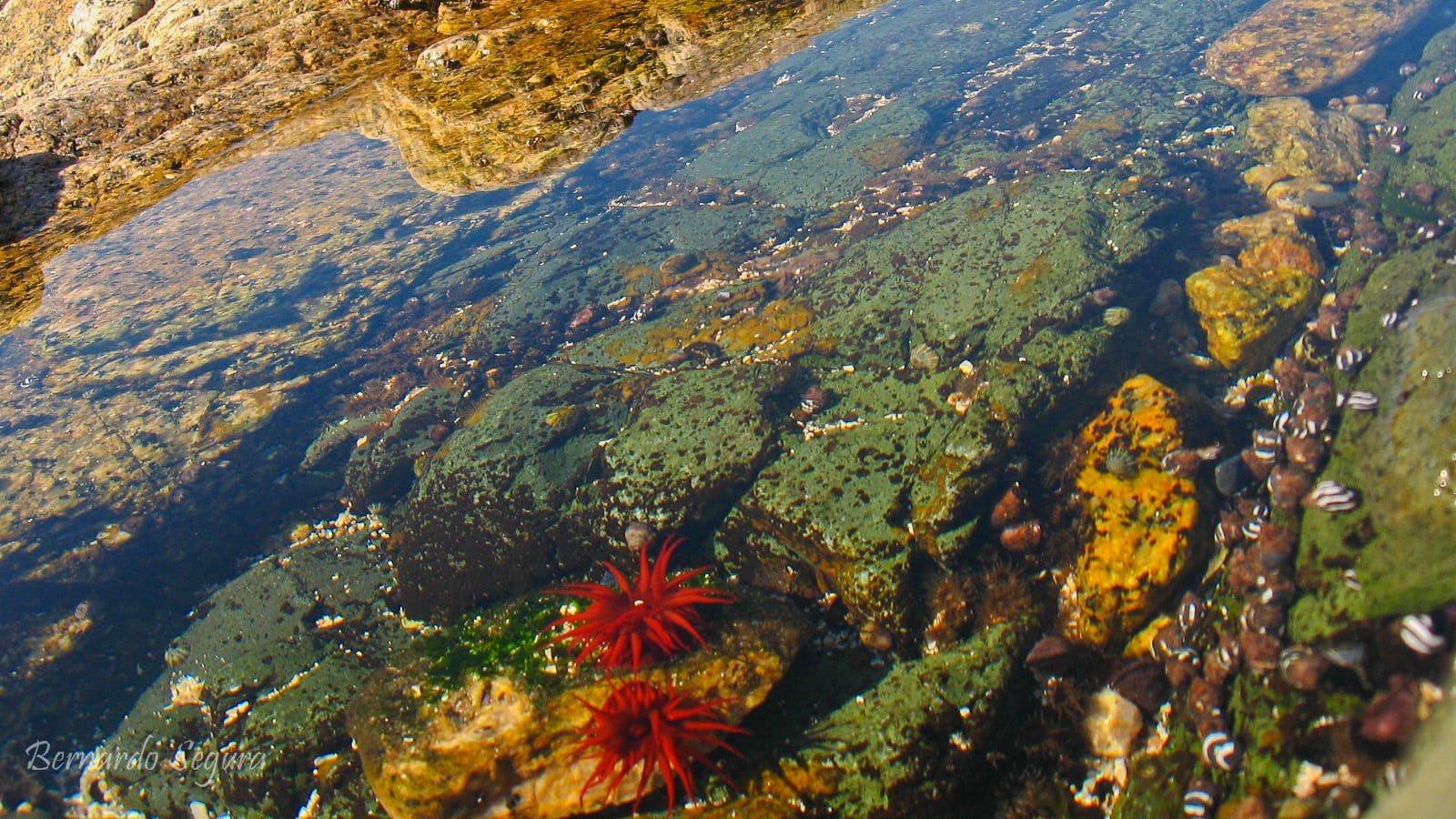 Charla “Vida entre mareas: habitantes del intermareal rocoso” | Museo ...