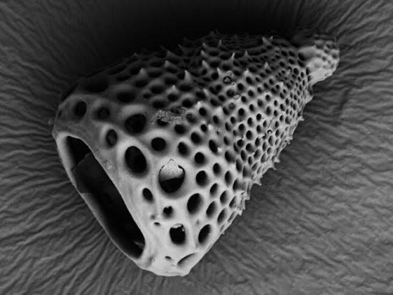 Microfósiles: una pequeña máquina del tiempo | Museo de Historia ...