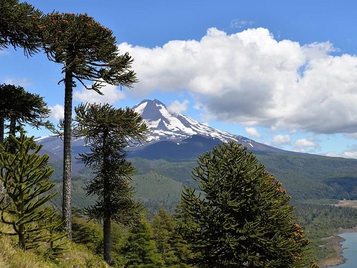Arboleando Chile: la Araucaria | Museo de Historia Natural de Concepción