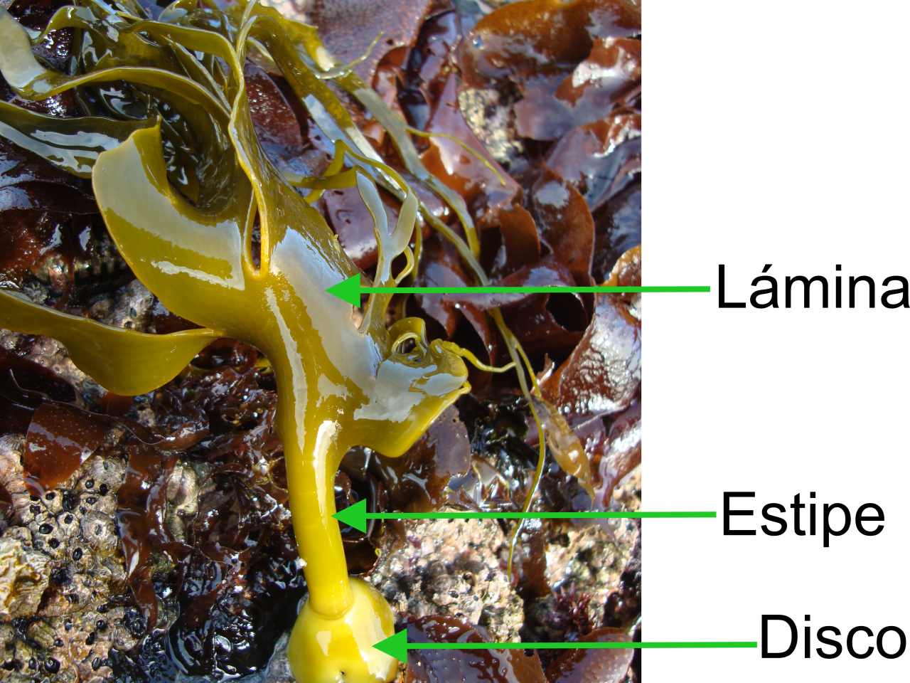 ¿Qué son y cómo se clasifican las algas? | Museo de Historia Natural de ...